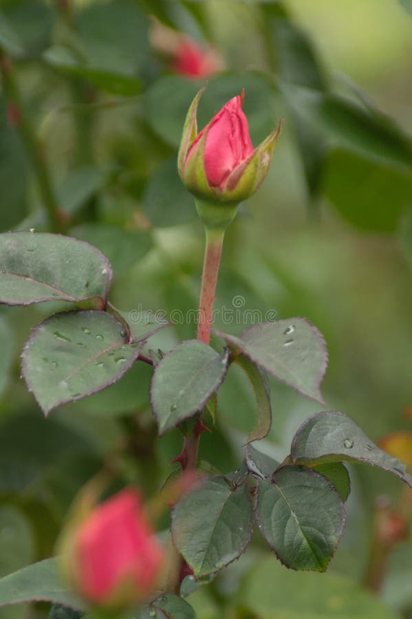 A Budding Rose after a Rain Stock Photo - Image of romance, petals ...