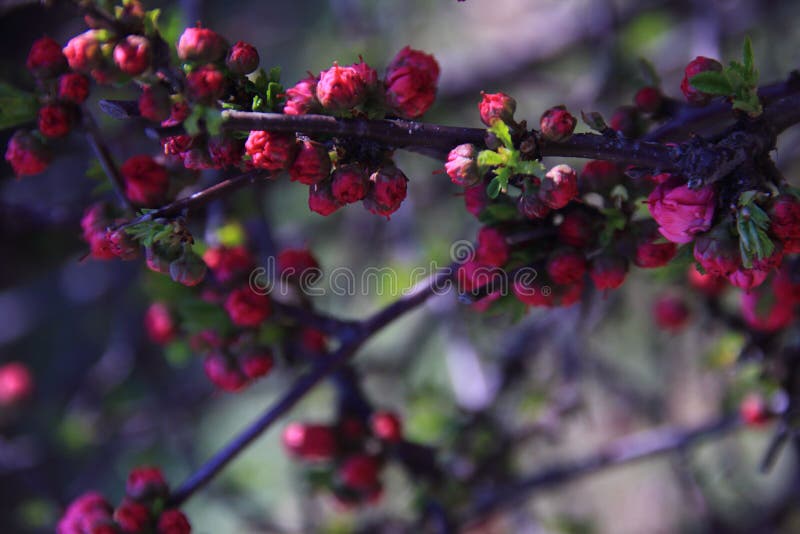 Budding spring flowers stock image. Image of plant, garden - 263380063