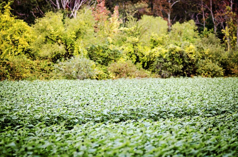Budding Sunflowers in Autumn Stock Photo - Image of buds, agriculture ...