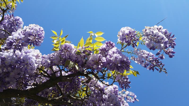 Flowers Sweet Violet Japan Wisteria Stock Image - Image of open, park ...