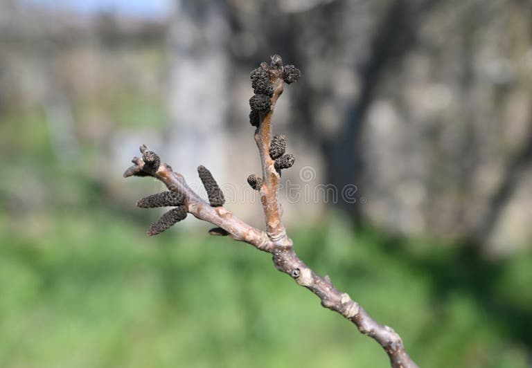 Budding Tree Branch with Unique Growth Forms in a Natural Setting ...