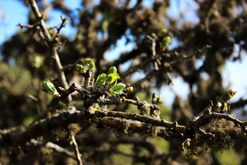 Budding on Tree Branches in Early Spring. Stock Photo - Image of sakura ...