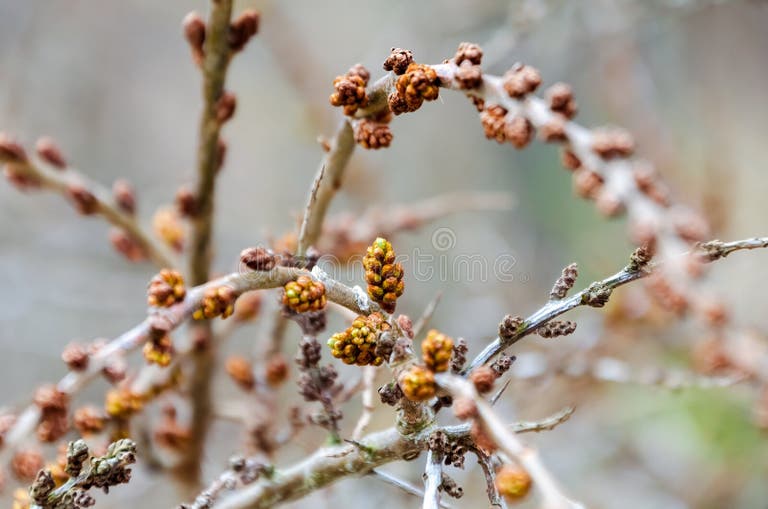 Budding Tree Branches with Early Spring Catkins Close-Up. Stock Photo ...