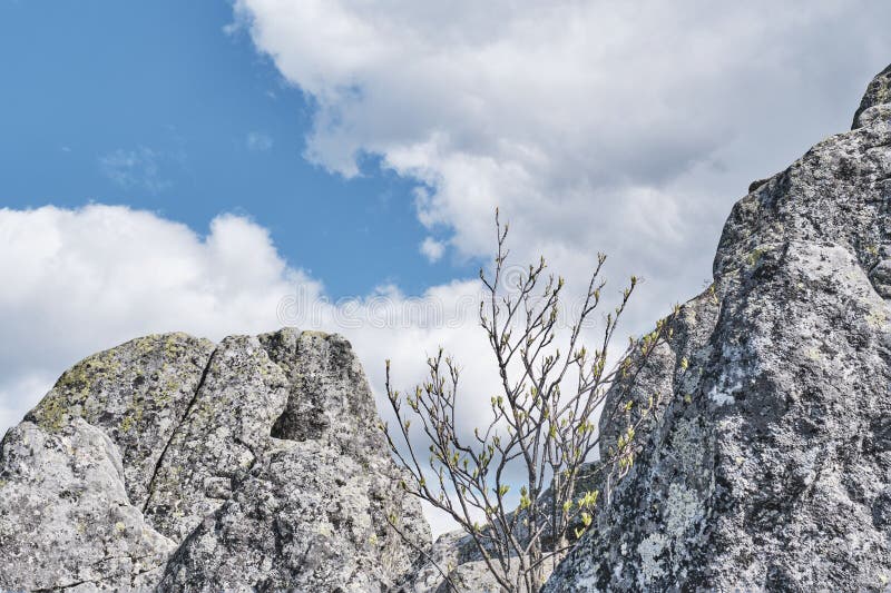 Budding Tree among Granite Rocks Under Cloudy Sky Stock Photo - Image ...