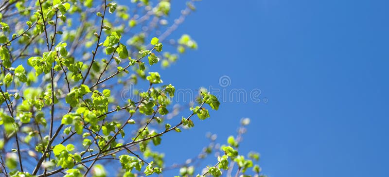 Budding Tree Limbs in Spring with Copy Space Stock Photo - Image of ...