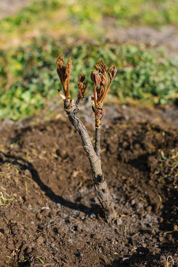 Budding Tree Peony Spring Garden Stock Photos - Free & Royalty-Free ...