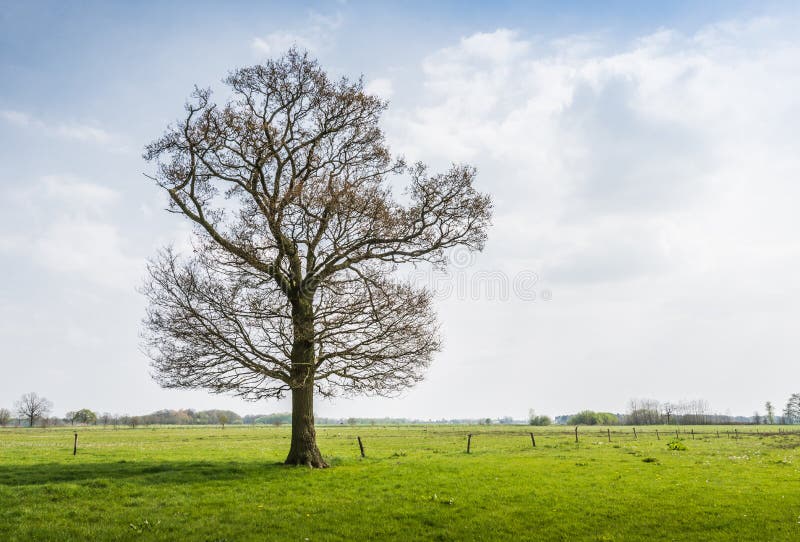 Budding Tree in a Rural Area in the Spring Season. Stock Photo - Image ...