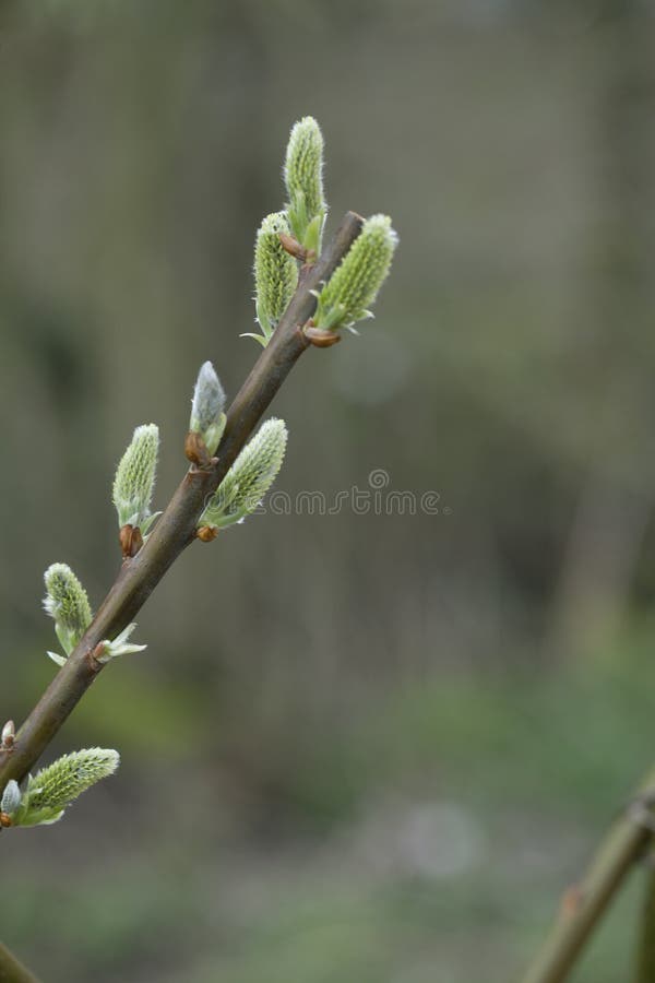 Budding Tree in the Spring Time Stock Image - Image of buds, plant ...