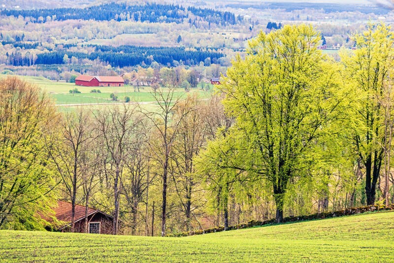 Budding Trees in a Rural Landscape View at Springtime Stock Photo ...