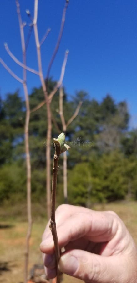 Budding Trees in spring stock image. Image of budding - 166139027