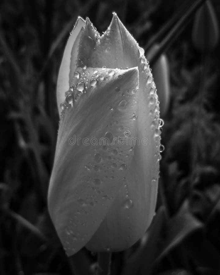 Budding Tulip after the Rain in My Garden Stock Image - Image of ...