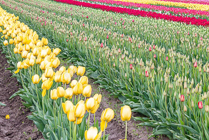 Budding Tulips in a Row with Blooming Tulip Rows in White Red, and ...