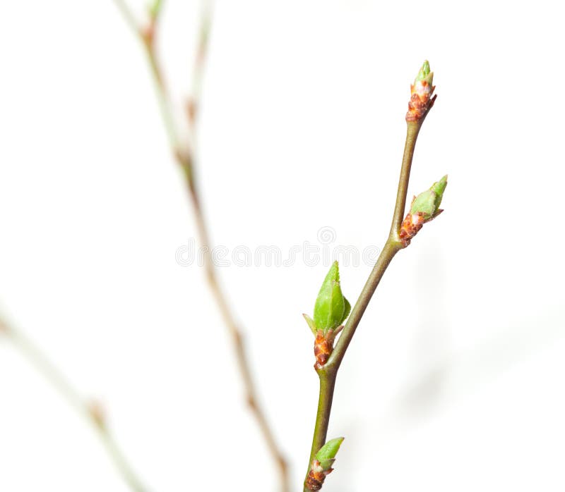 Budding twigs stock image. Image of detail, leaf, macro - 39976833