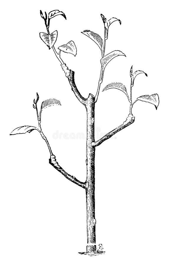 Budding Vintage Illustration Stock Vector - Illustration of branch ...