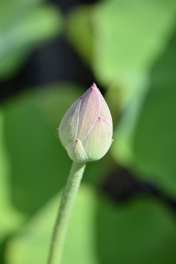 Budding Water Lily Emerging from a Pond Stock Photo - Image of lotus ...
