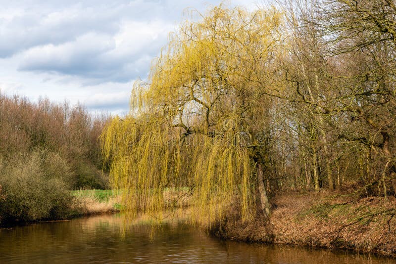Weeping Willow in the Early Spring Stock Image - Image of riverbank ...
