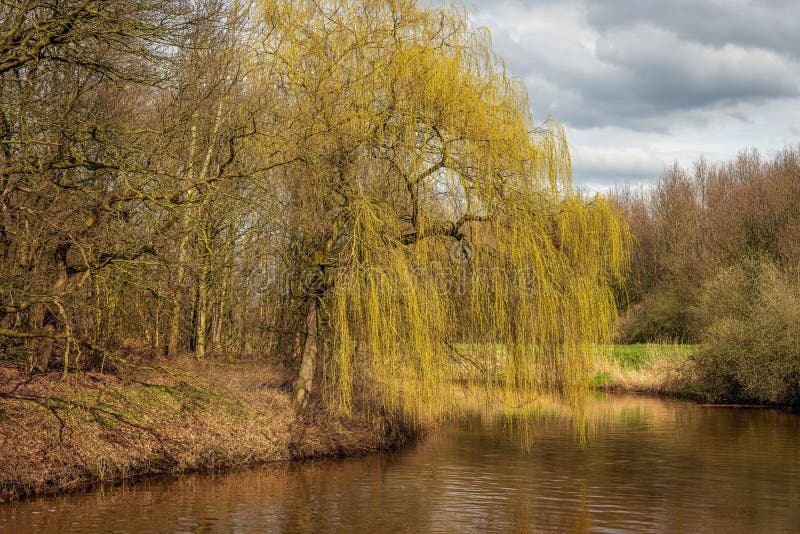 Weeping Willow Riverbank Spring Day Stock Photos - Free & Royalty-Free ...