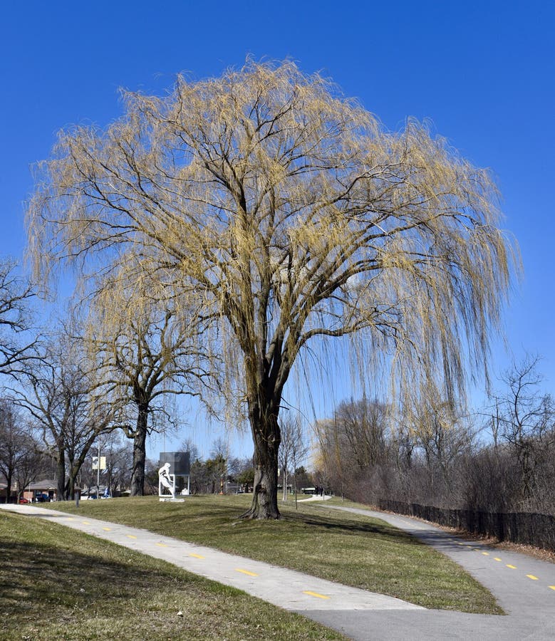 Budding Weeping Willow Tree in the Beginning of the Spring Season Stock ...