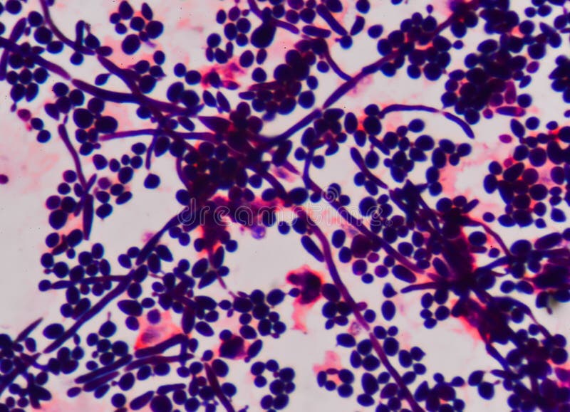 Budding Yeast Cell Structure Stock Image - Image of health, biology ...