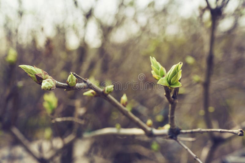 Budding Young Lilac Leaves on a Twig on a Sunny Spring Day Stock Image ...