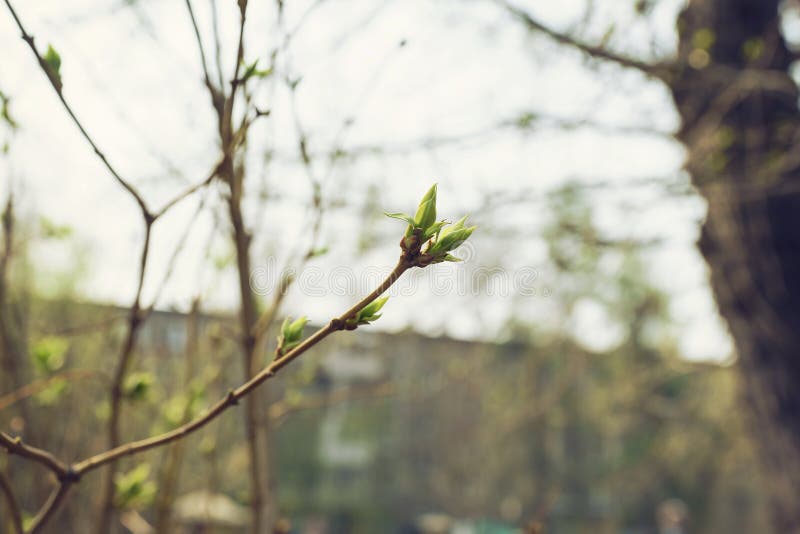 Budding Young Lilac Leaves on a Twig on a Sunny Spring Day Stock Image ...