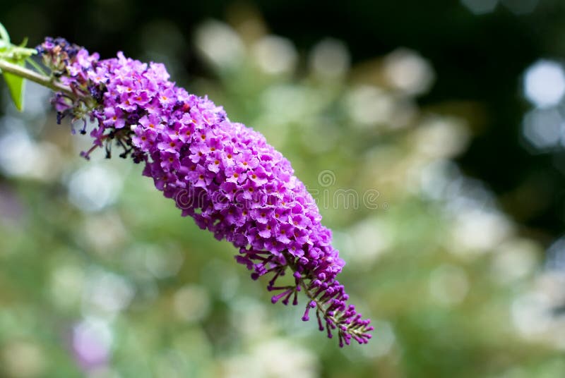 Buddleia stock photo. Image of autumn, butterfly, tree - 15512766
