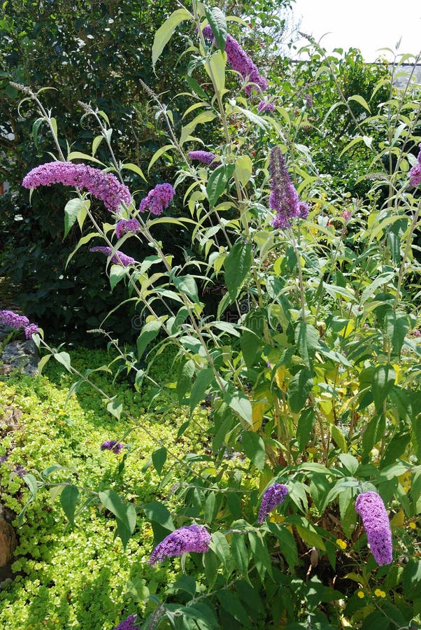 Buddleia flowering bush stock image. Image of flowering - 48223343
