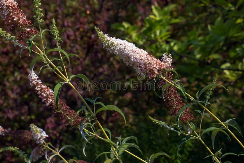 Buddleia Summer Flowers. Latin Name Buddleja Davidii Stock Photo ...