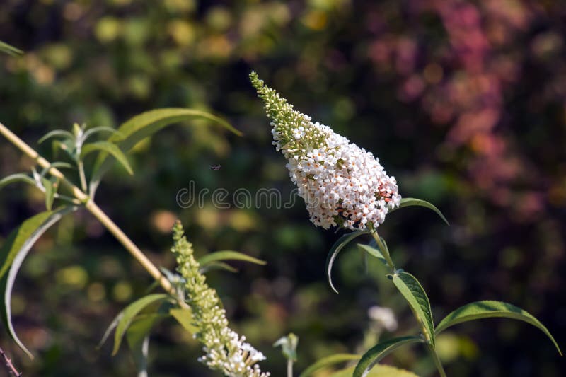 Buddleia Summer Flowers. Latin Name Buddleja Davidii Stock Image ...