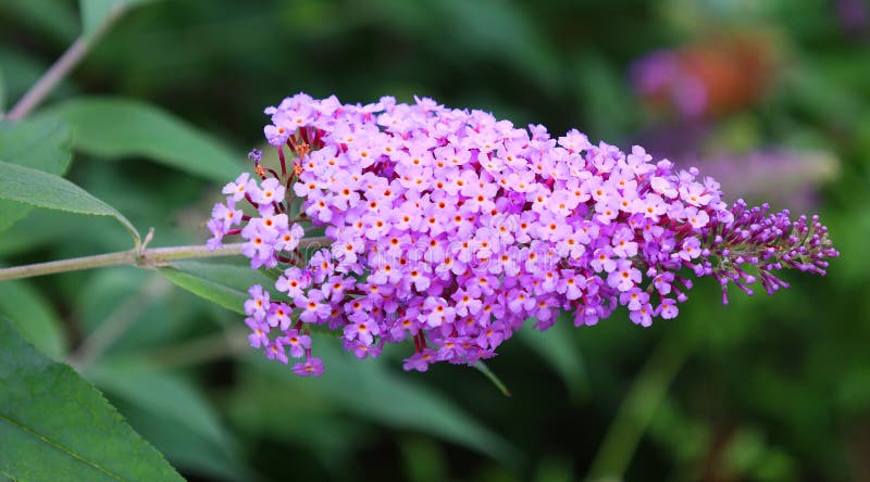 Buddleja Also Historically Given As Buddlea Stock Image - Image of ...