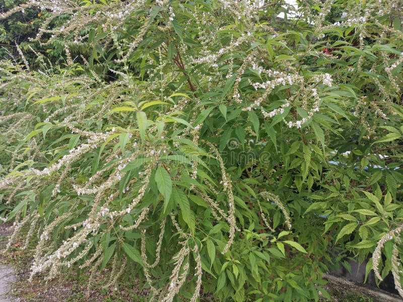 Buddleja Asiatica the Tender Deciduous Shrub Plant. Stock Image - Image ...