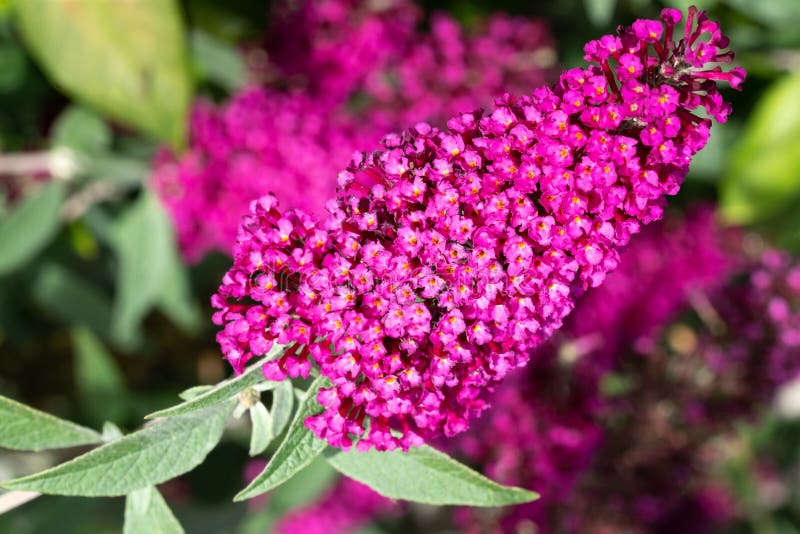 Buddleja, Buddleja davidii stock photo. Image of botanic - 158884378
