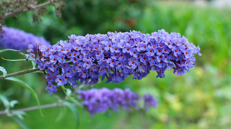 Buddleja Davidii is Blooming in the Garden Stock Photo - Image of plant ...
