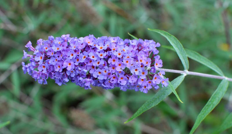 Buddleja Davidii is Blooming in the Garden Stock Image - Image of macro ...