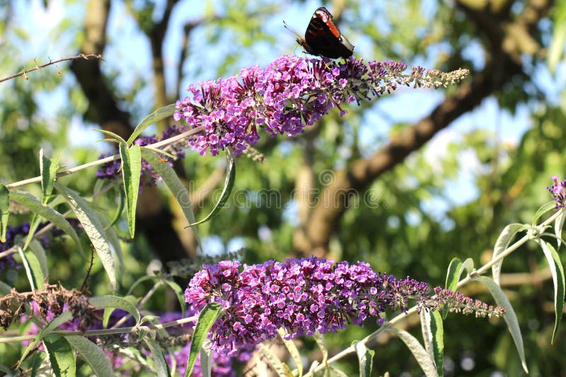 Buddleja Davidii is Blooming in the Garden Stock Photo - Image of ...