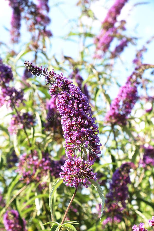 Buddleja Davidii is Blooming in the Garden Stock Image - Image of ...