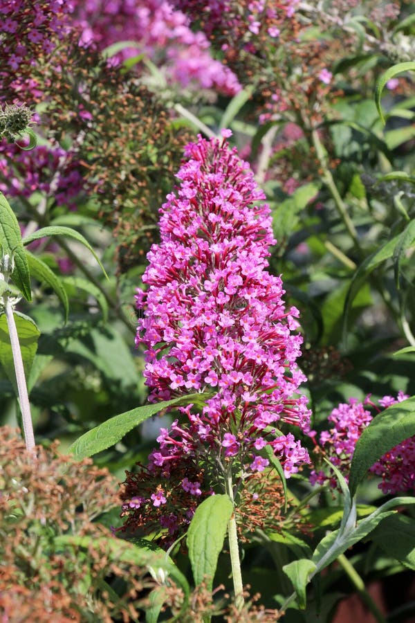 Buddleja Davidii is Blooming in the Garden Stock Image - Image of ...