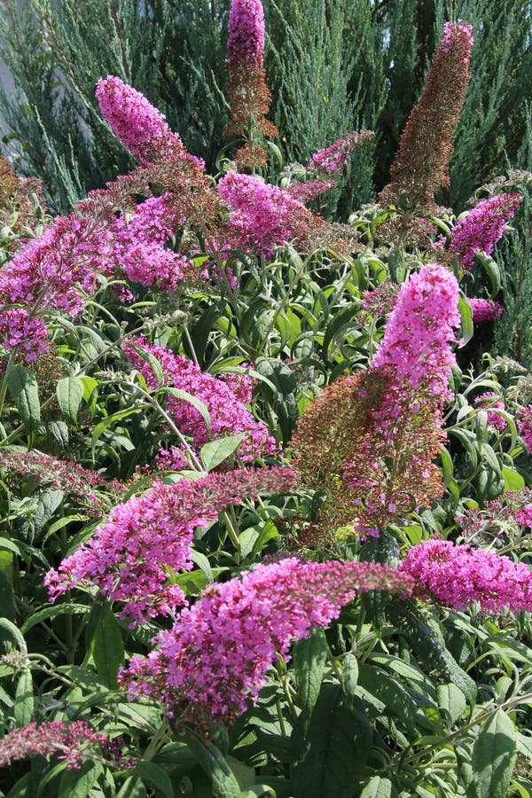 Buddleja Davidii is Blooming in the Garden Stock Image - Image of ...