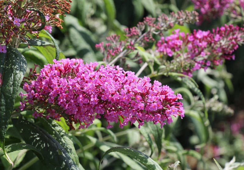 Buddleja Davidii is Blooming in the Garden Stock Image - Image of ...