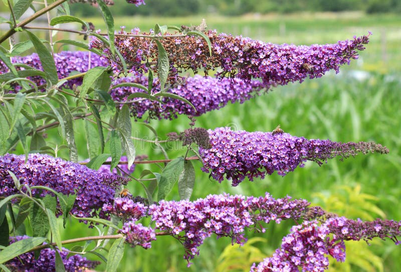 Buddleja Davidii is Blooming in the Garden Stock Image - Image of bloom ...