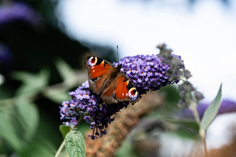 Buddleja Davidii Butterflybush Stock Photo - Image of bush, flapping ...