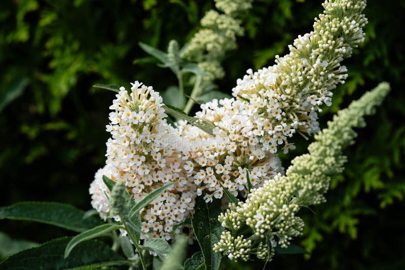 Buddleja Davidii Butterflybush Stock Photo - Image of blue, wings ...