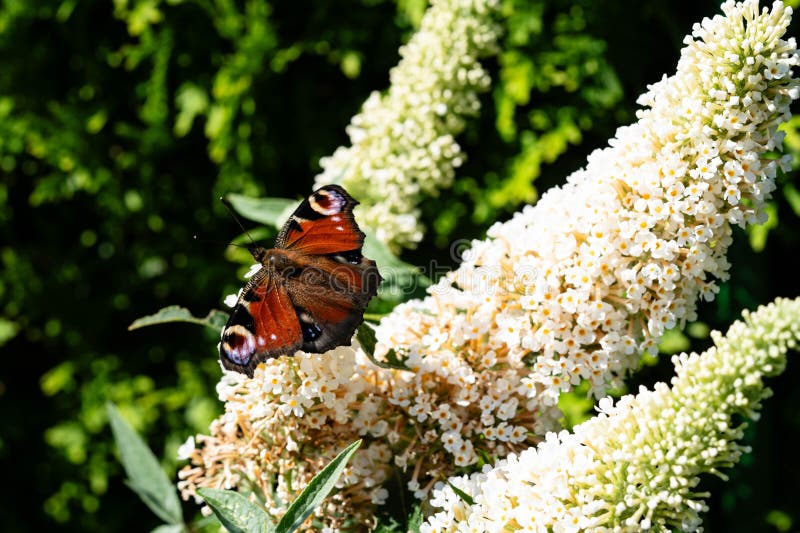 Buddleja Davidii Butterflybush Stock Photo - Image of blooming, blossom ...