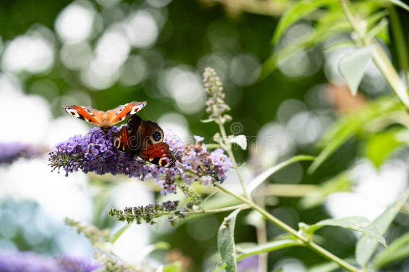 Buddleja Davidii Butterflybush Stock Photo - Image of background, green ...