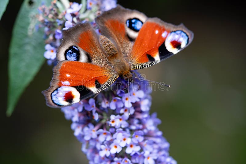 Buddleja Davidii Butterflybush Stock Image - Image of animal, blue ...