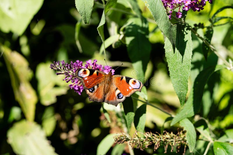 Buddleja Davidii Butterflybush Stock Image - Image of beautiful ...