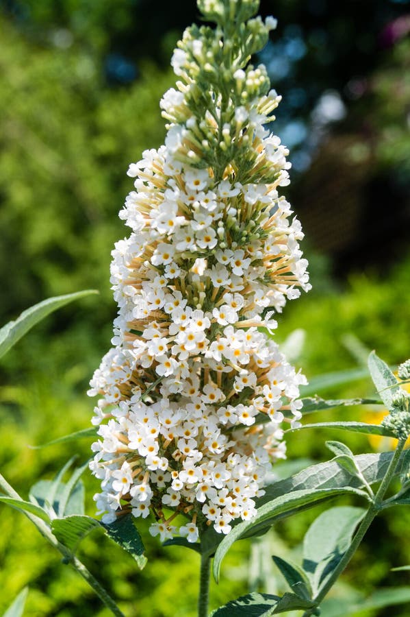 Buddleja Davidii Butterflybush Stock Image - Image of davidii, botanic ...