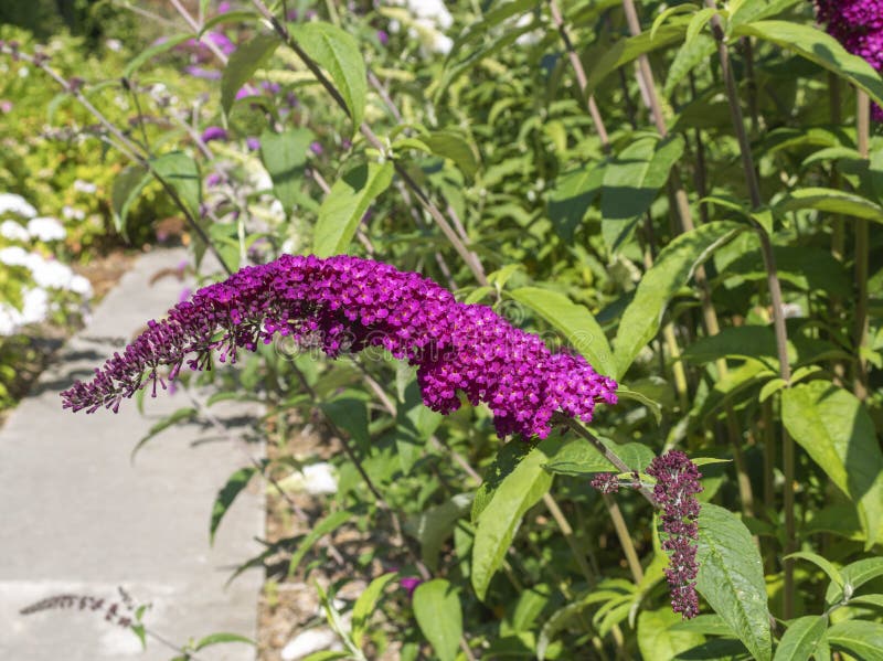 Buddlejaceae Buddleja Officinalis. Stock Image - Image of nature ...