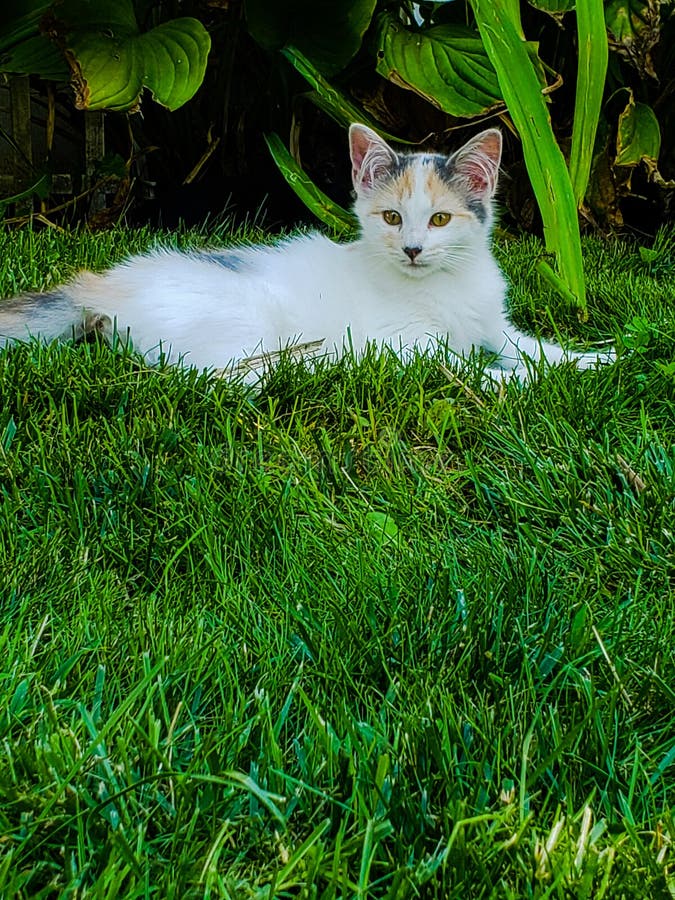 Buddy stock photo. Image of pets, cute, kitten, buddy - 254461510