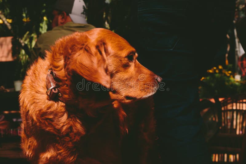 Buddy the Dog stock photo. Image of dock, body, darkeness - 119994974